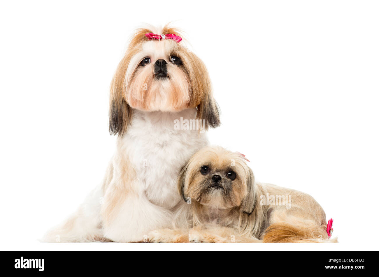 Two Shih Tzu sitting and lying next to each other against white ...