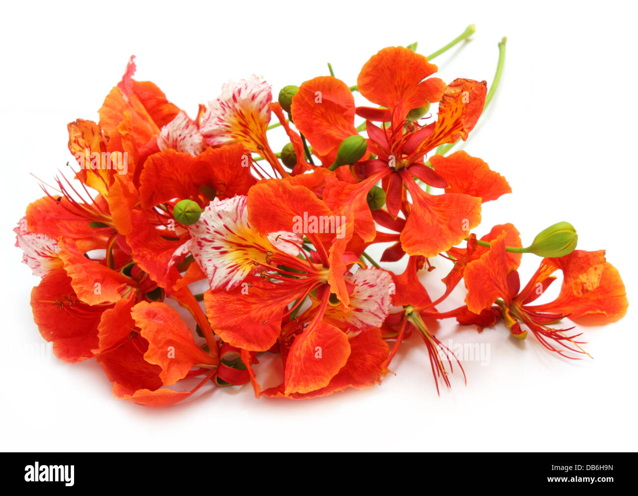 Delonix regia or Krishnachura over white background Stock Photo - Alamy
