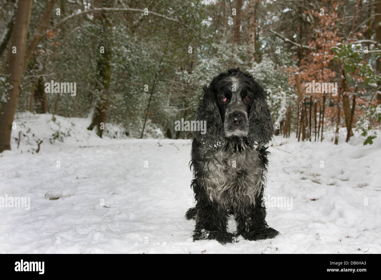 Senior overweight dog hi-res stock photography and images - Alamy