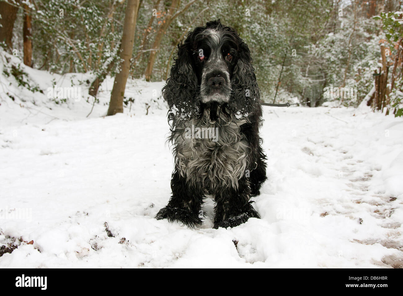 Senior cocker spaniel hi-res stock photography and images - Alamy