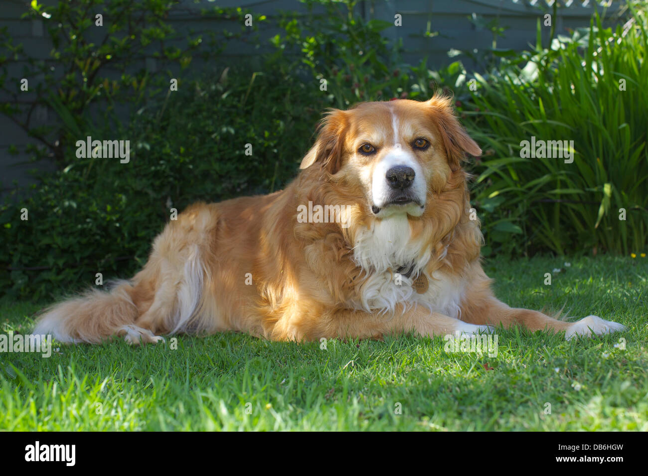 A portrait of a pet dog Sam for his devoted owners Stock Photo - Alamy