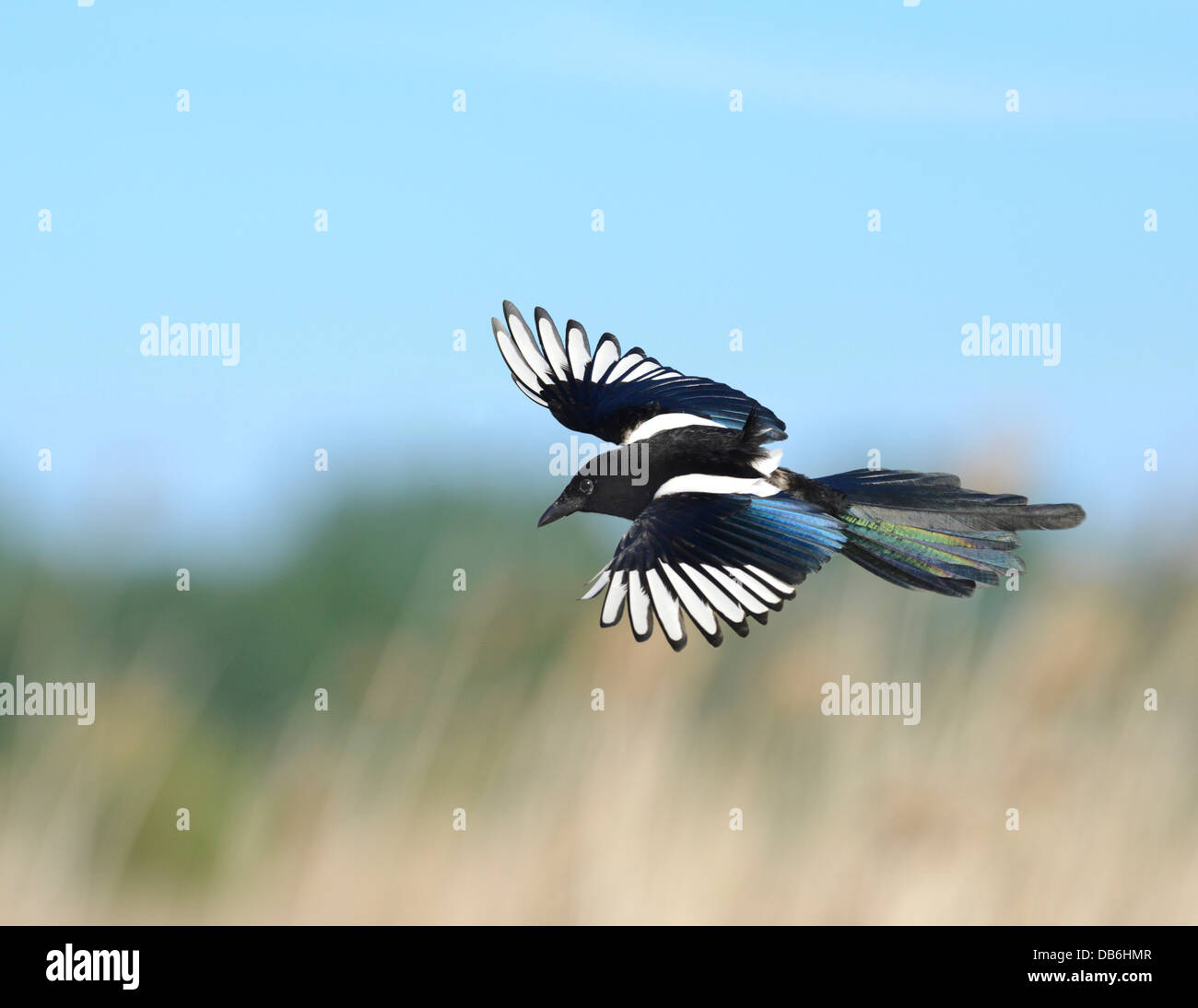 Magpie bird flying hi-res stock photography and images - Alamy