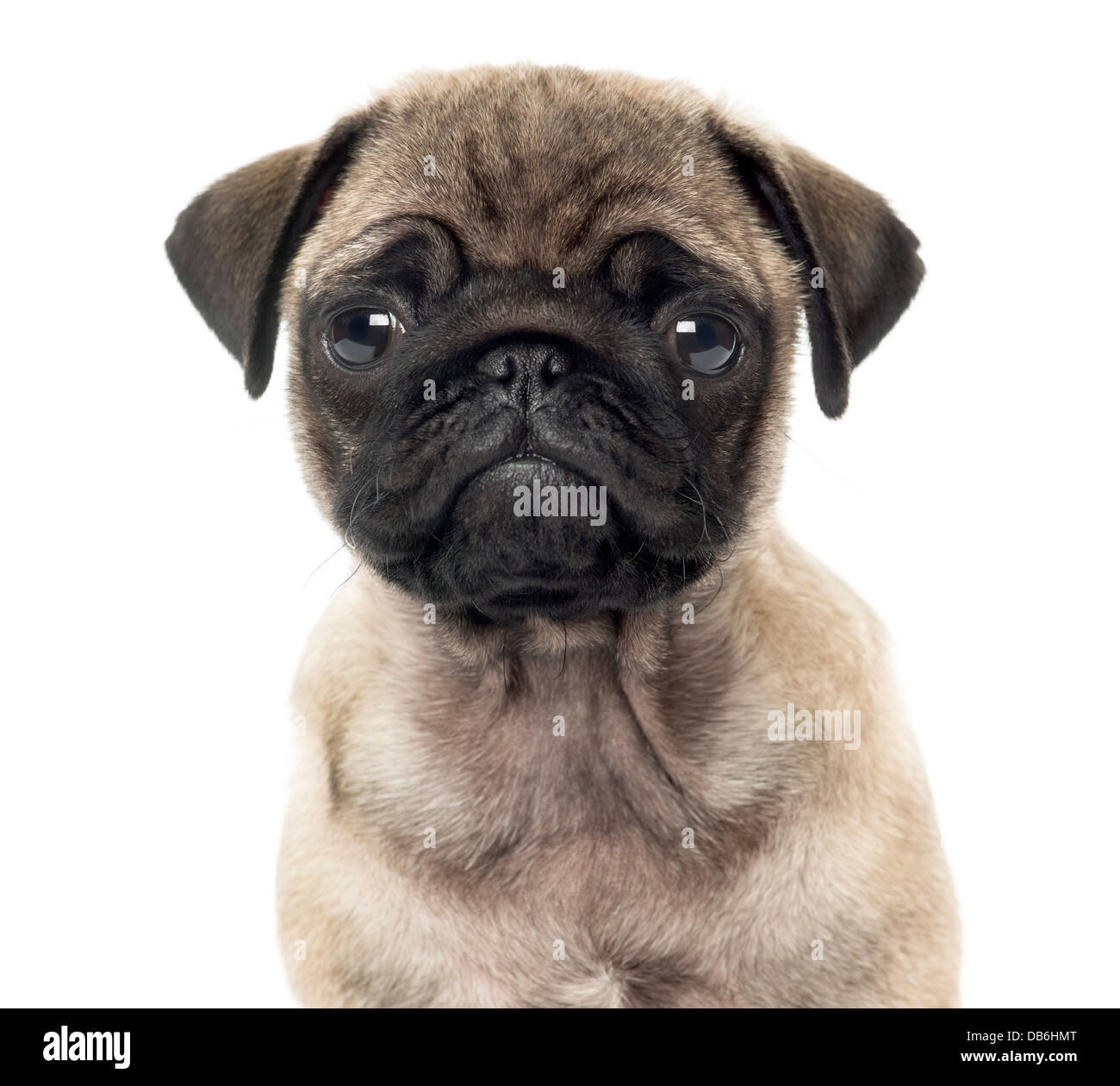 Close up portrait cute pug hi-res stock photography and images - Alamy