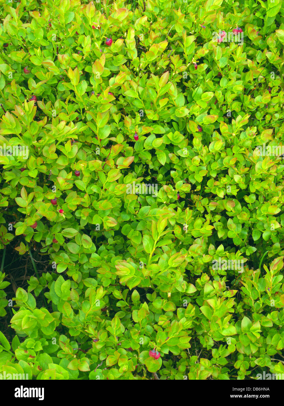Bilberry ( Vaccinium myrtillus ) in Spring, UK Stock Photo - Alamy
