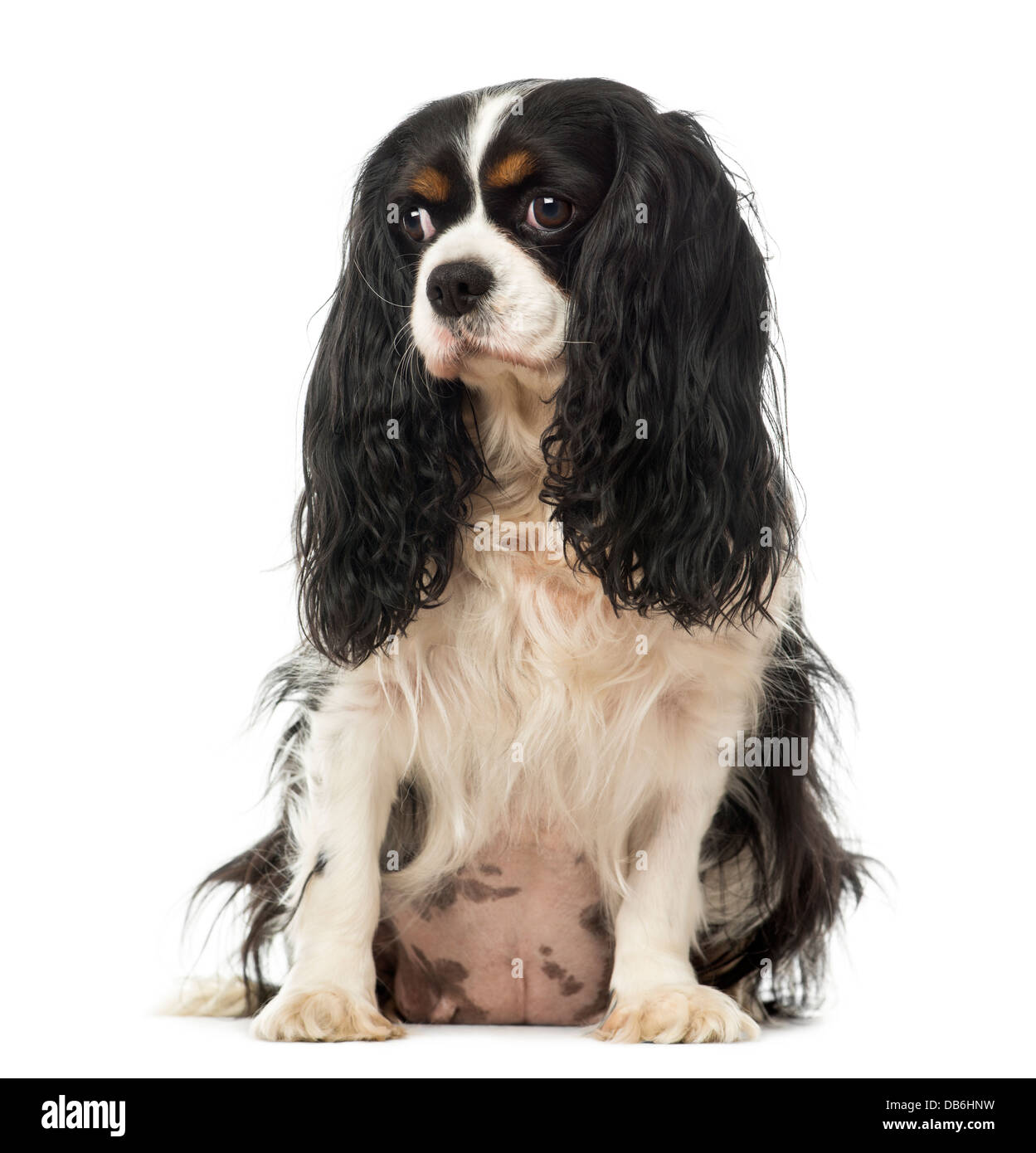 Cavalier King Charles Spaniel sitting against white background Stock ...