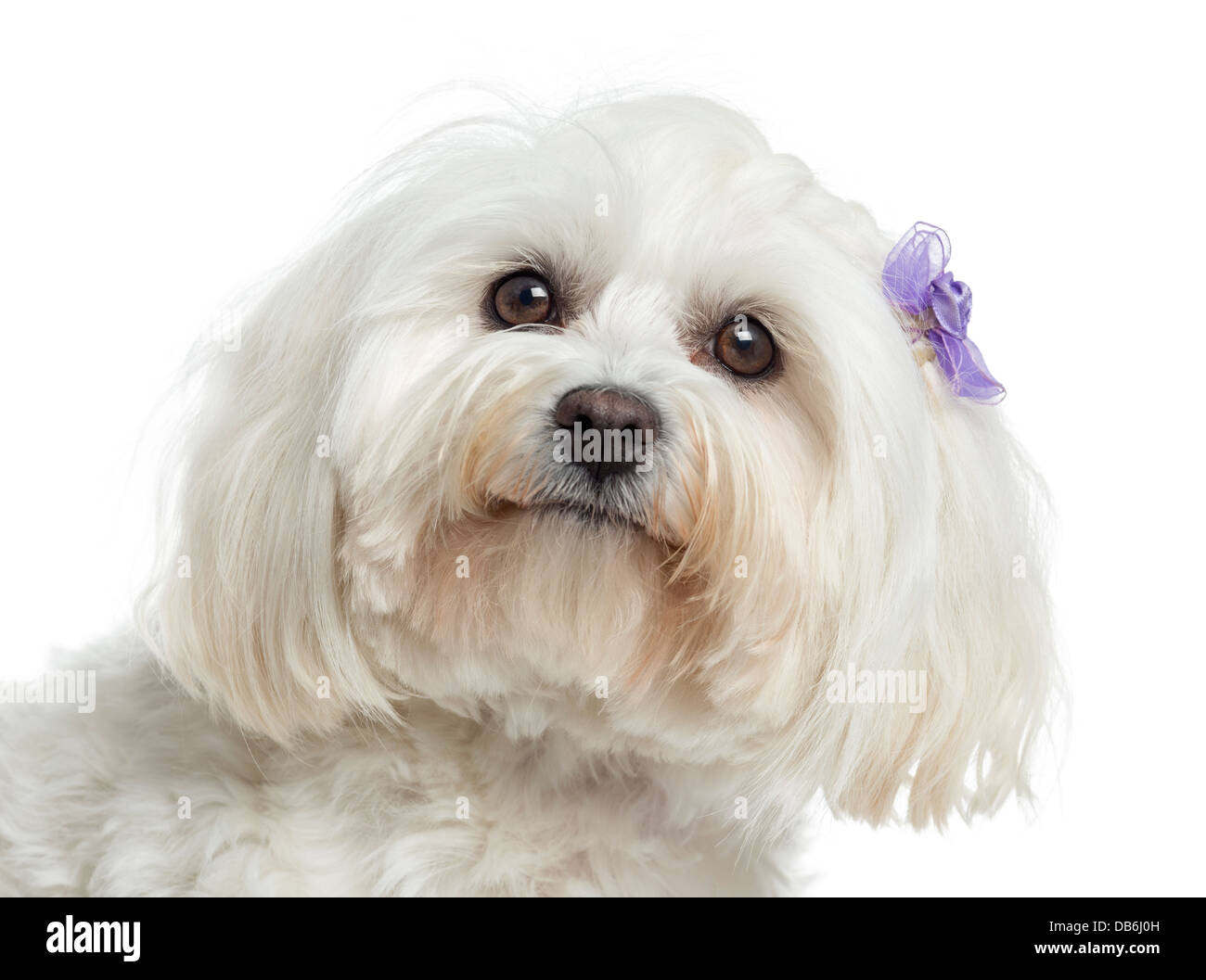 Close up of Maltese against white background Stock Photo - Alamy