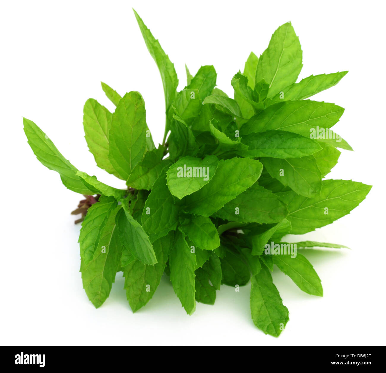 Bunch of fresh mint leaves with selective focus Stock Photo - Alamy