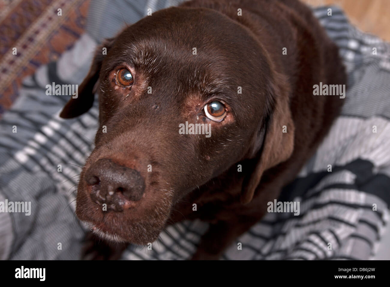 elderly liver labrador Stock Photo - Alamy