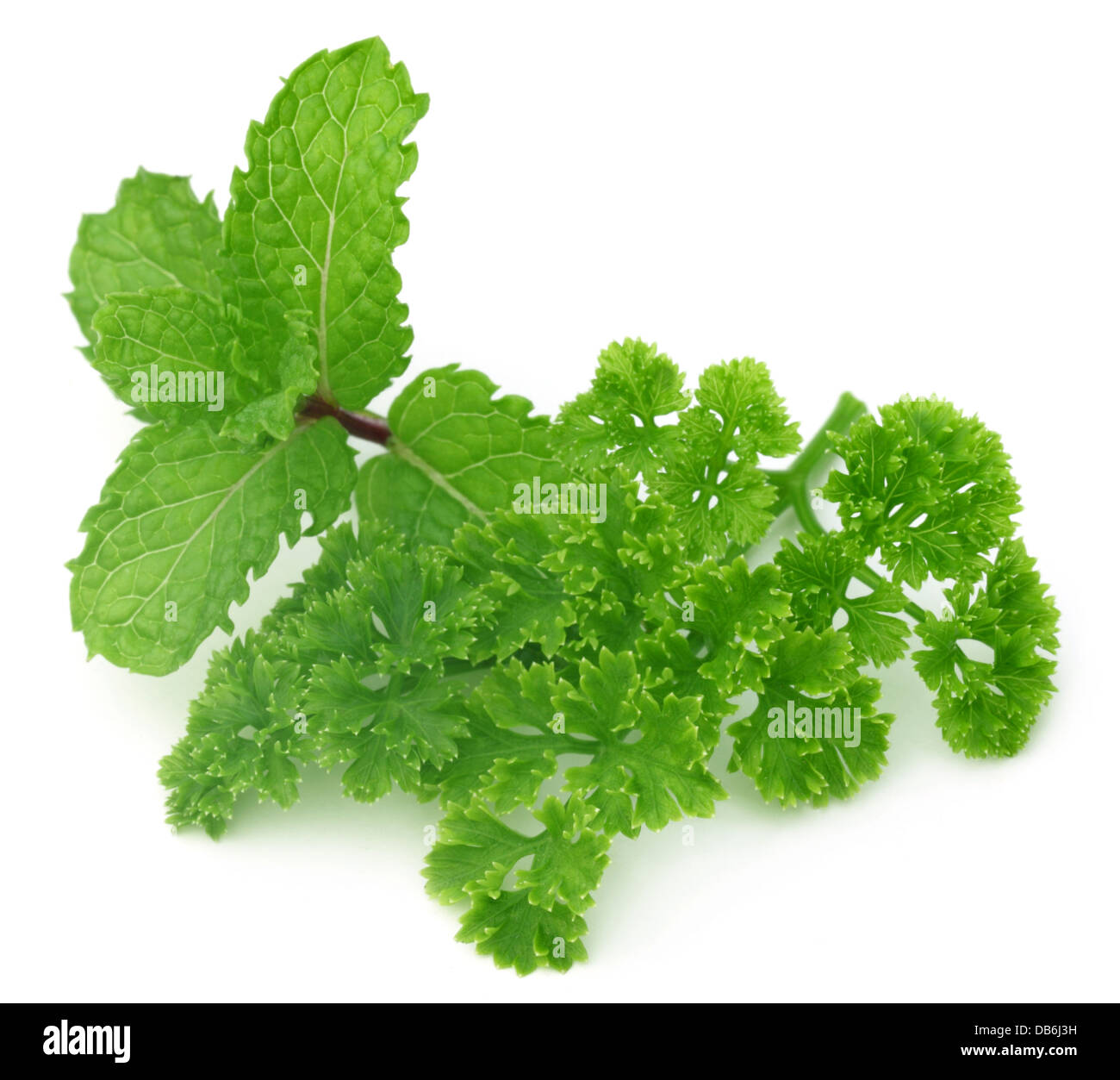 Fresh parsley with mint leaves over white background Stock Photo - Alamy