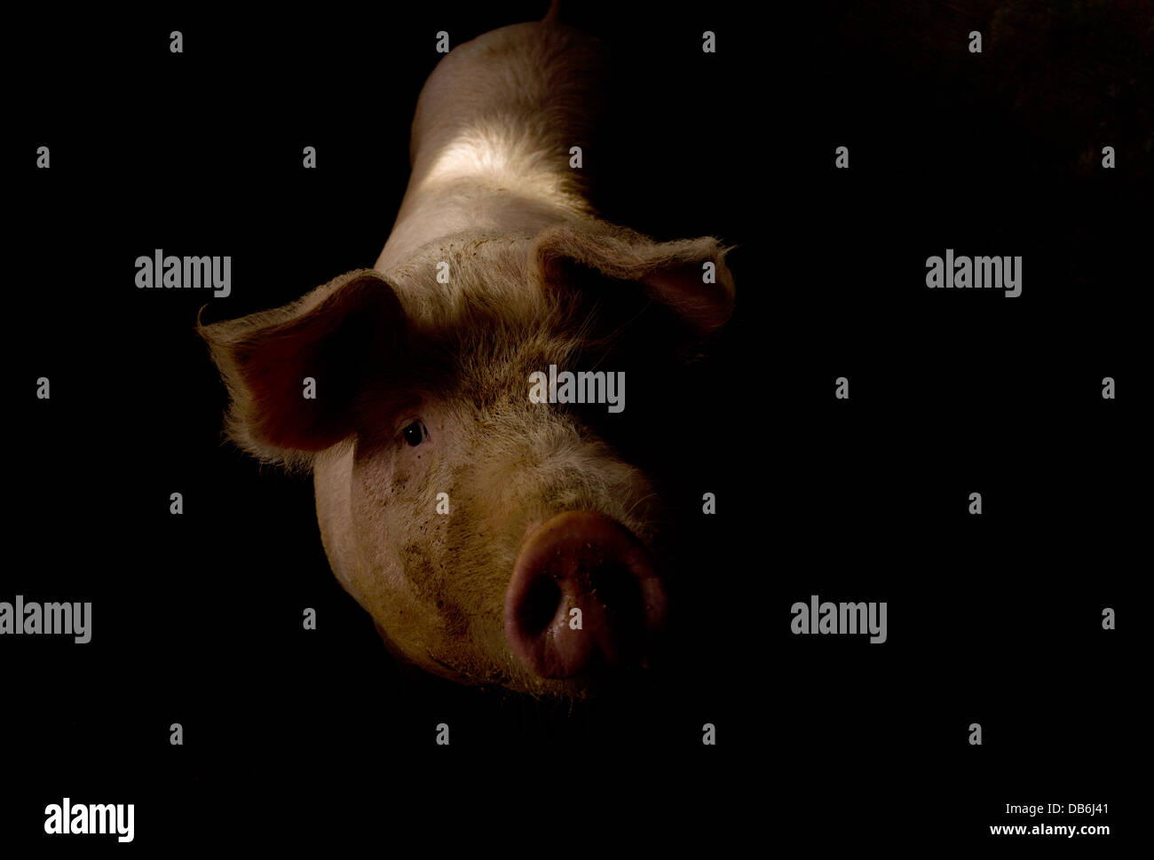 Farm pig eye close up hi-res stock photography and images - Alamy