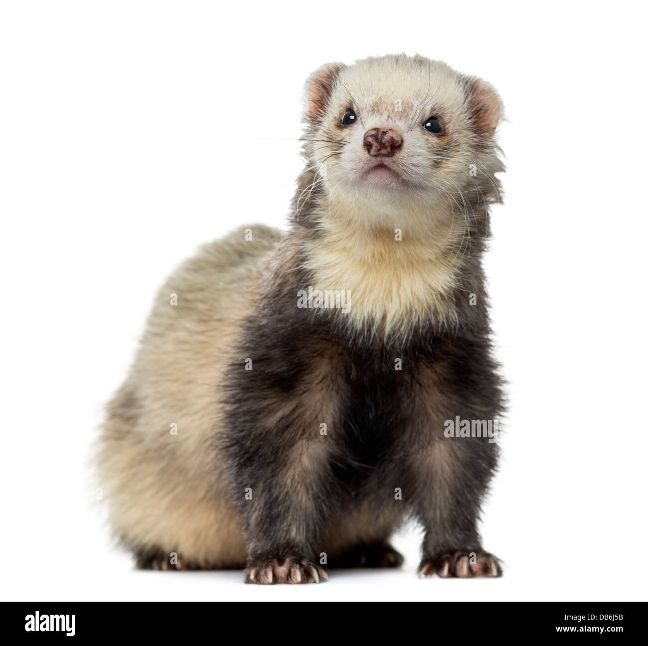 Ferret, Mustela putorius furo, against white background Stock Photo - Alamy