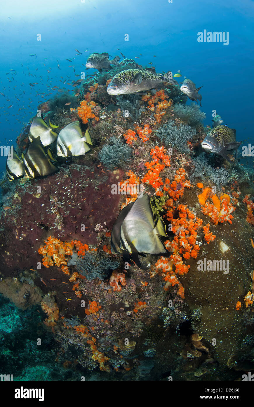 Indonesia, Komodo National Park, Tatawa Besar. Fish swim around coral ...