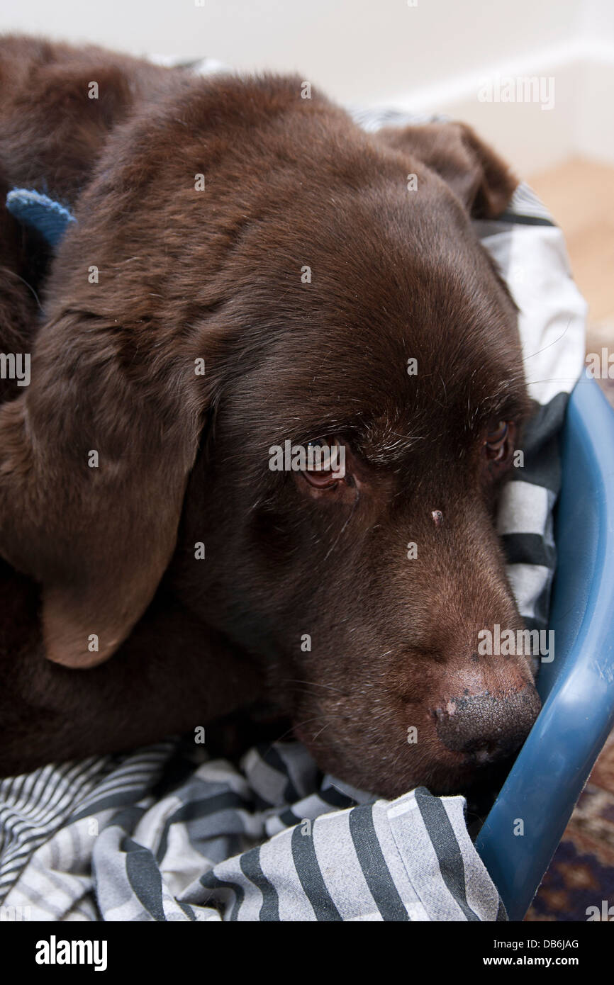 elderly liver Labrador asleep Stock Photo - Alamy