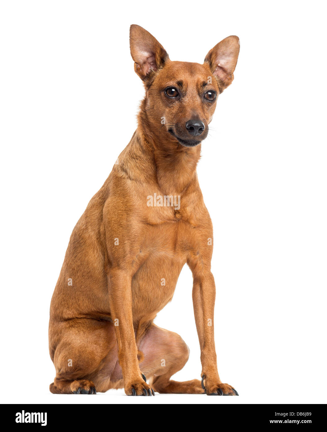 German Pinscher sitting against white background Stock Photo - Alamy