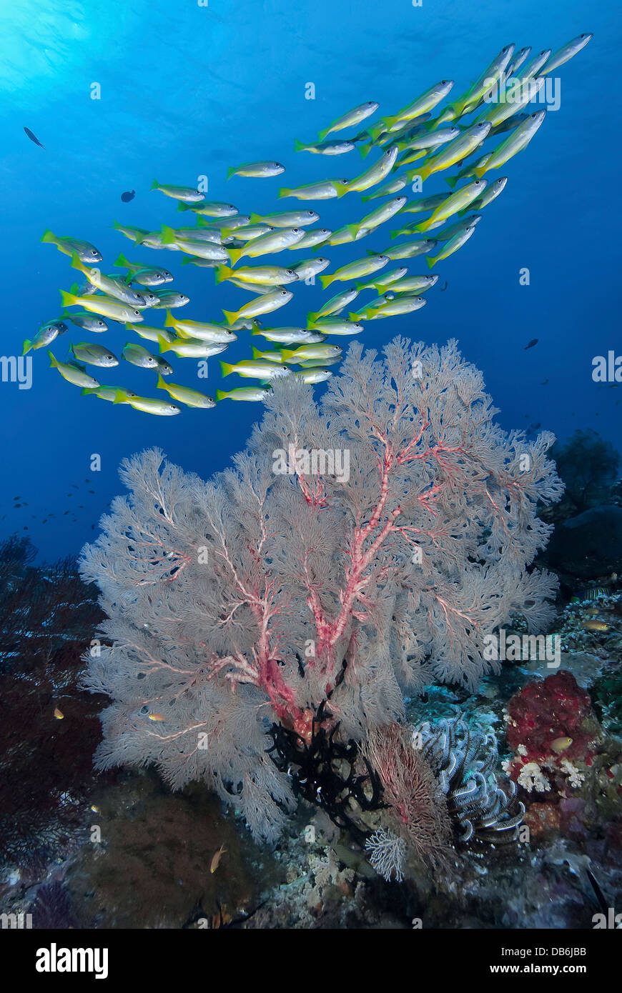Indonesia, Papua, Raja Ampat, SE Misool. Underwater scenic of fish and ...