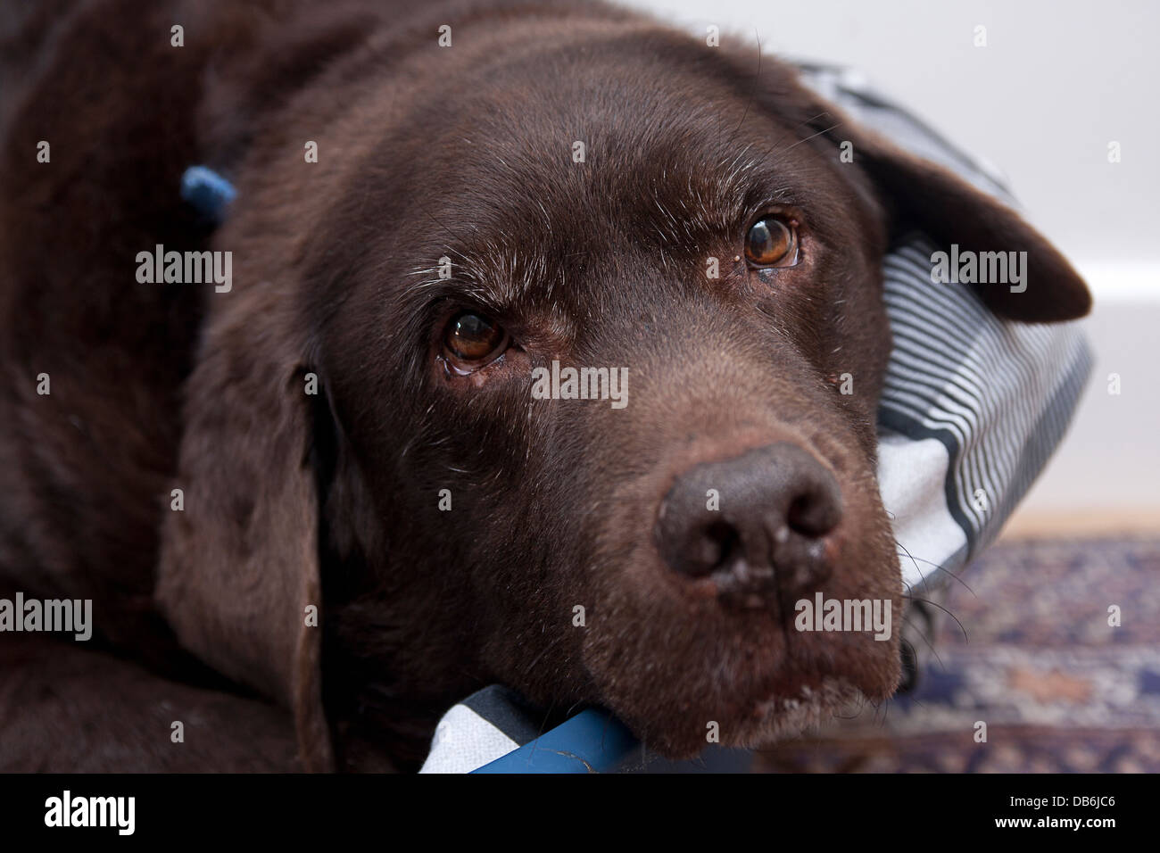 elderly liver labrador Stock Photo - Alamy