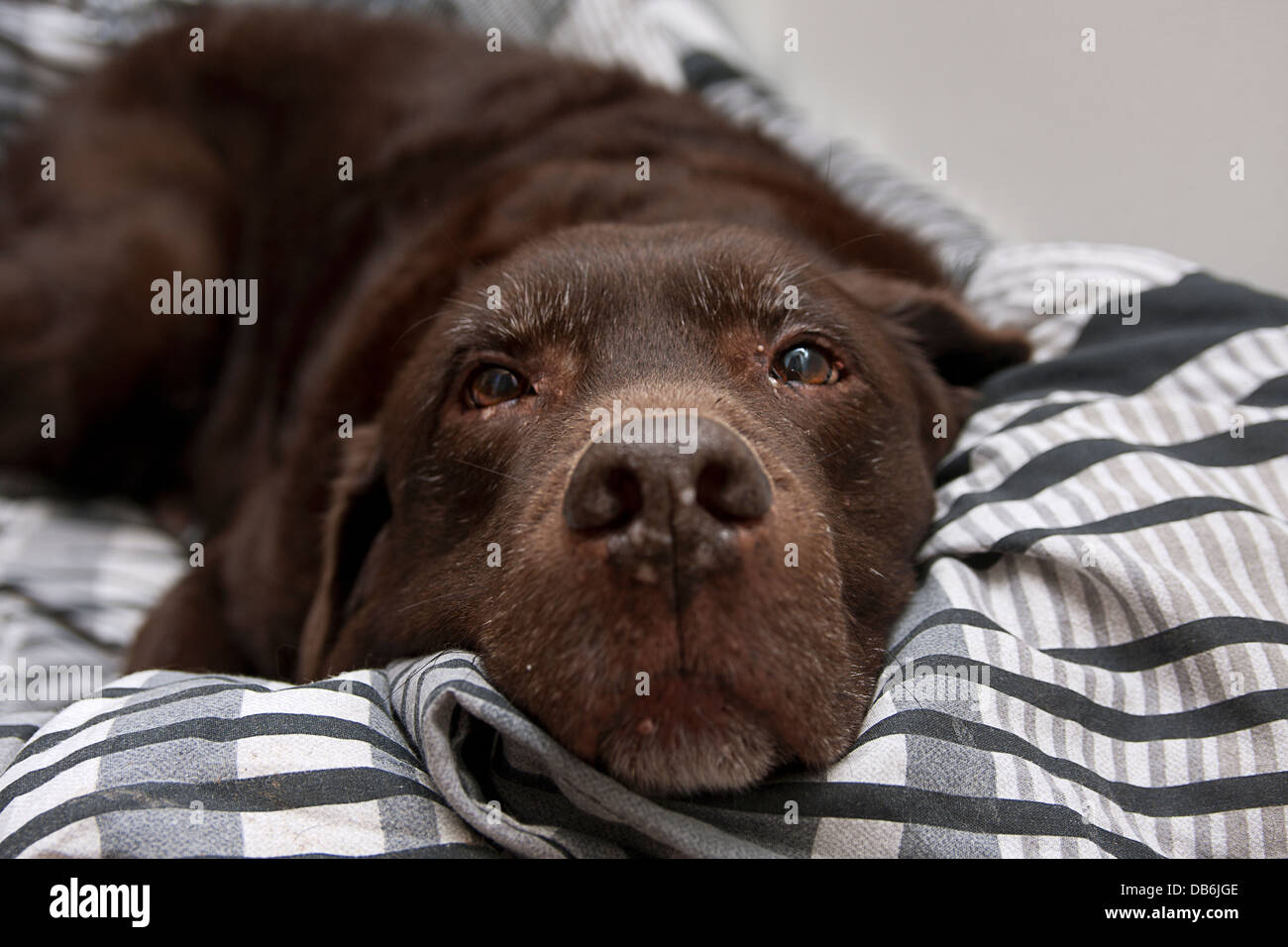 Aged liver hi-res stock photography and images - Alamy