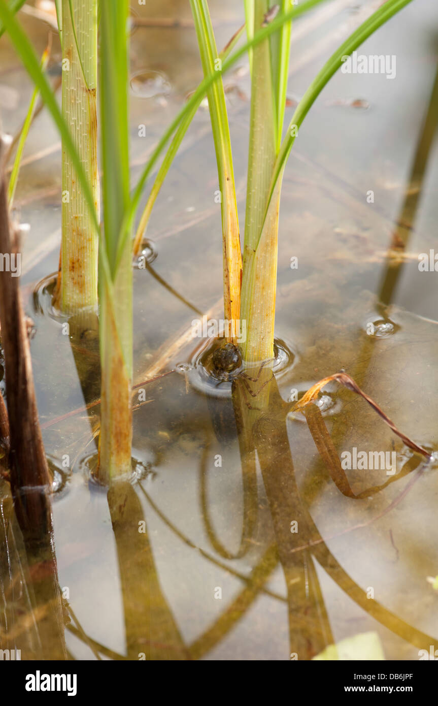 Southern Hawker Dragonfly larva climbing sedge and emerging from pond ...