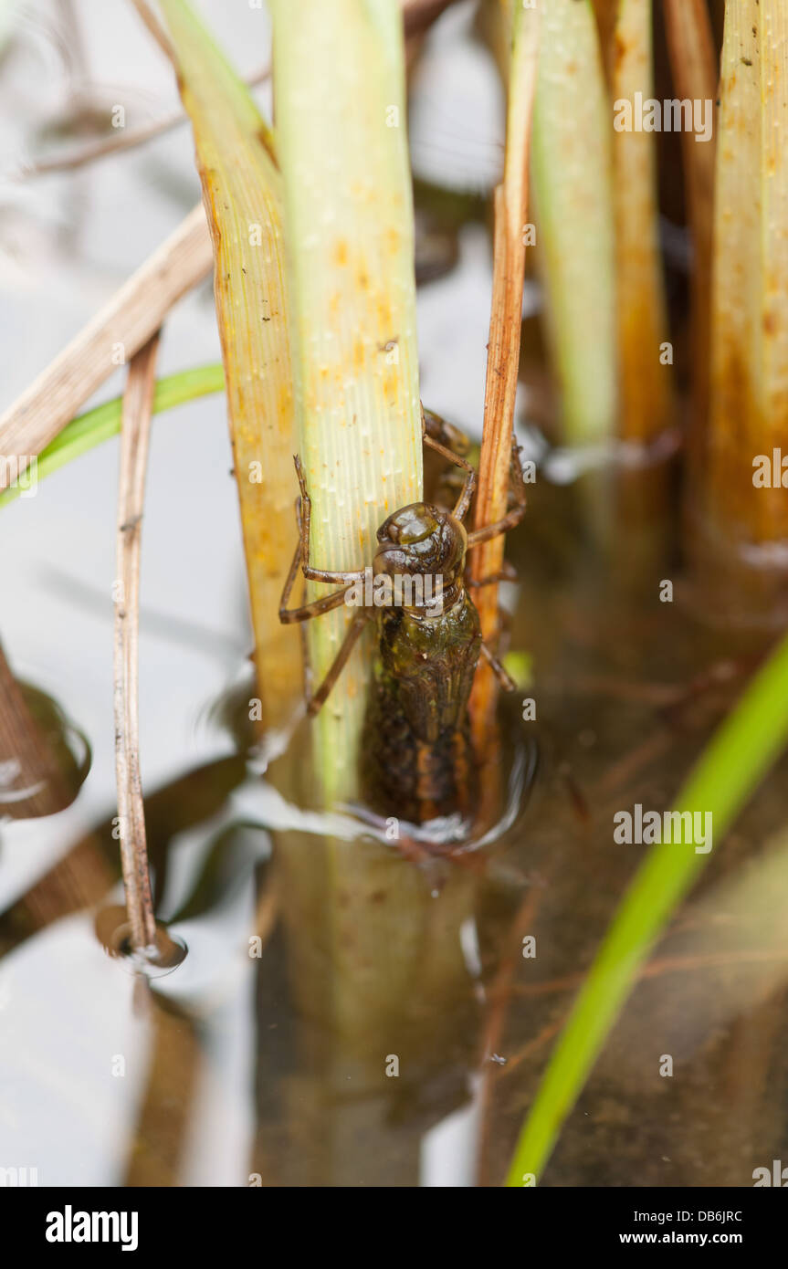 Southern Hawker Dragonfly larva climbing sedge and emerging from pond ...