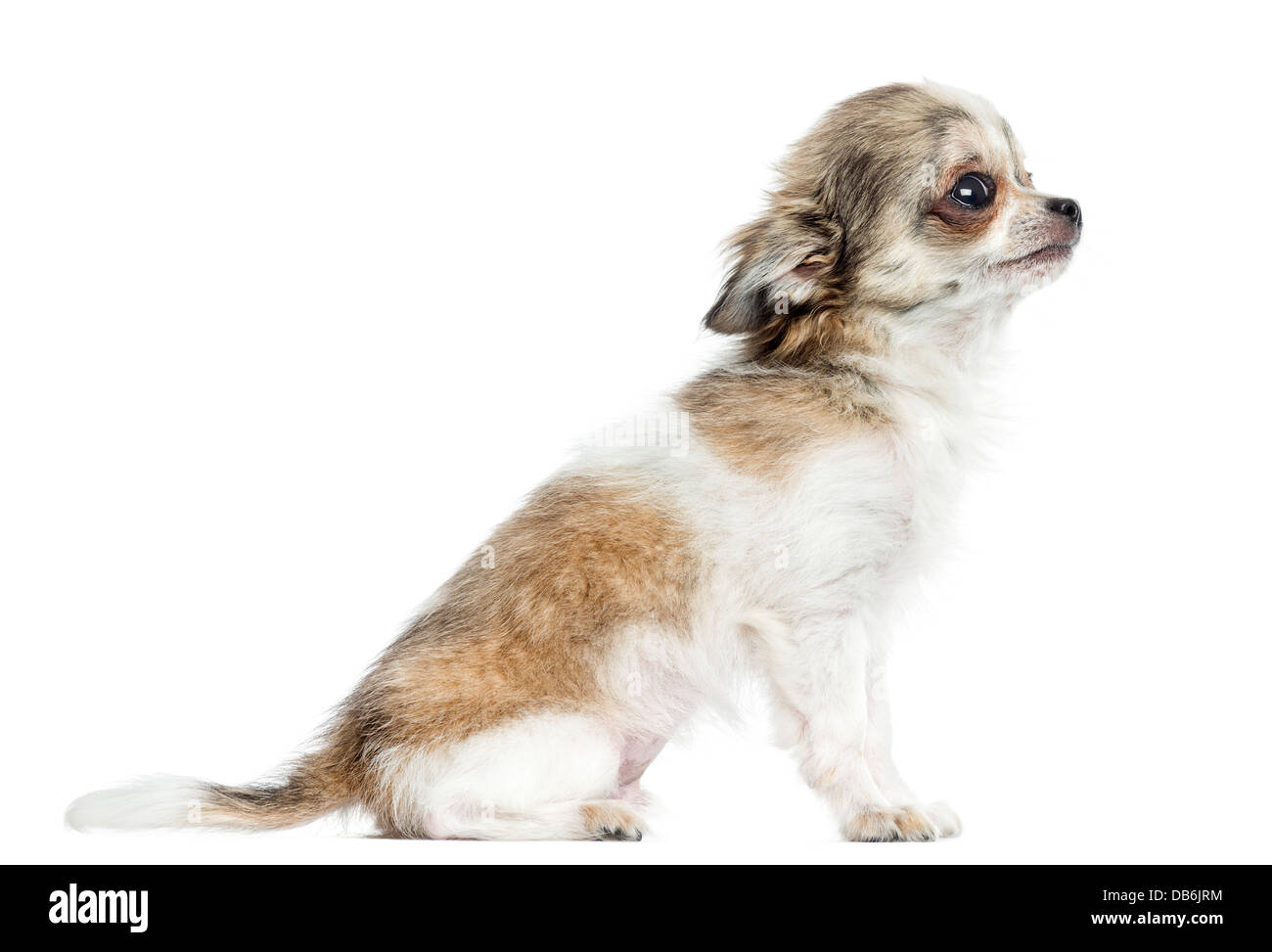 Side view of Chihuahua puppy, 5 months, against white background Stock ...