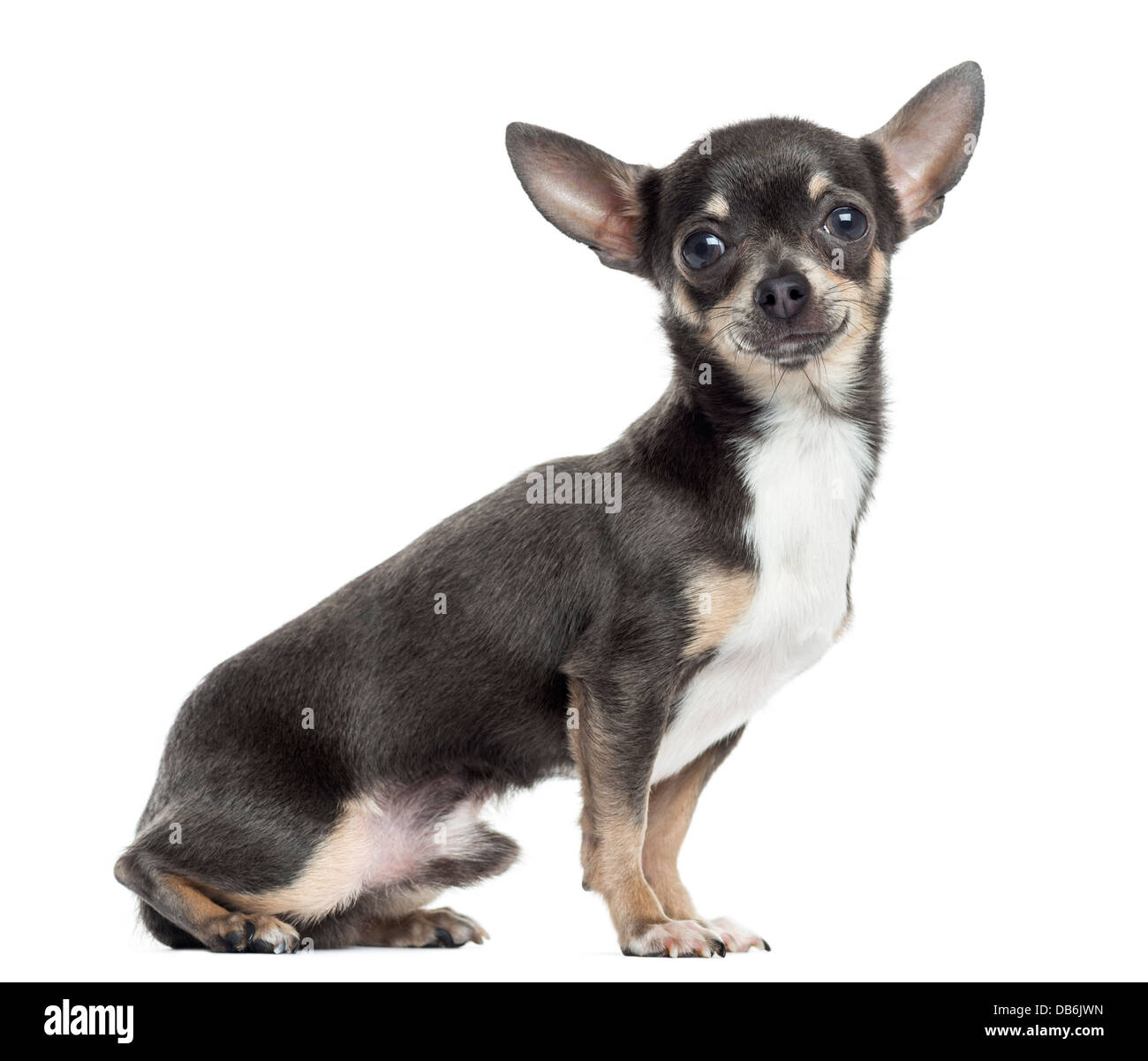 Side view of Chihuahua against white background Stock Photo - Alamy