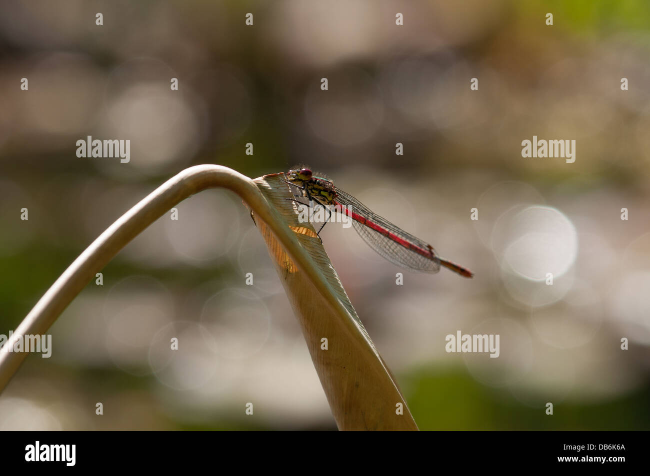 Adult Large Red Damselfly (Pyrrhosoma nymphula) on garden pond plant ...