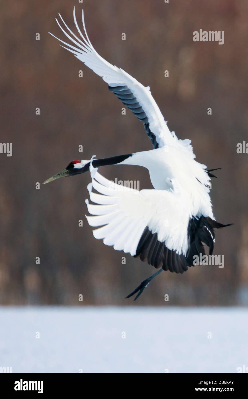 Bird wing crane display hi-res stock photography and images - Alamy