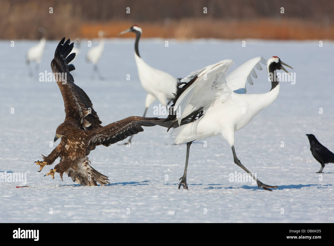 Swooping common hi-res stock photography and images - Alamy