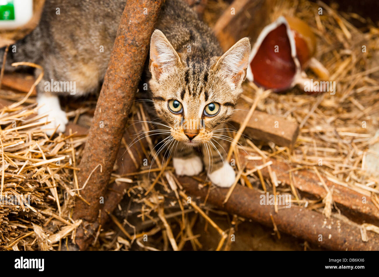An image of young cats in the barn lying on the straw Stock Photo - Alamy