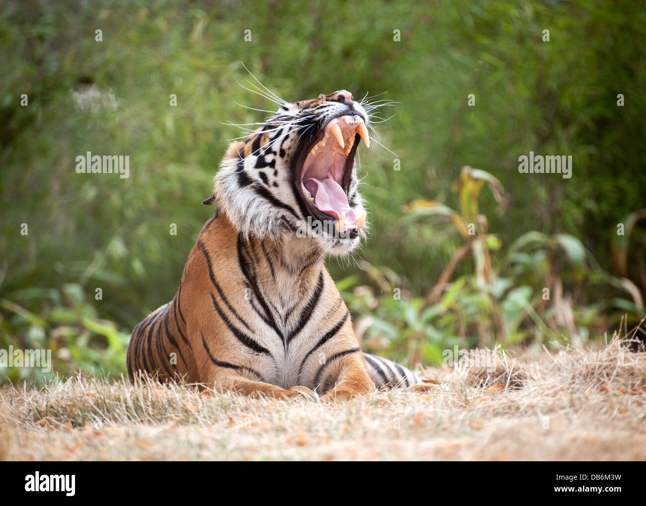 Female Sumatran tiger Stock Photo - Alamy