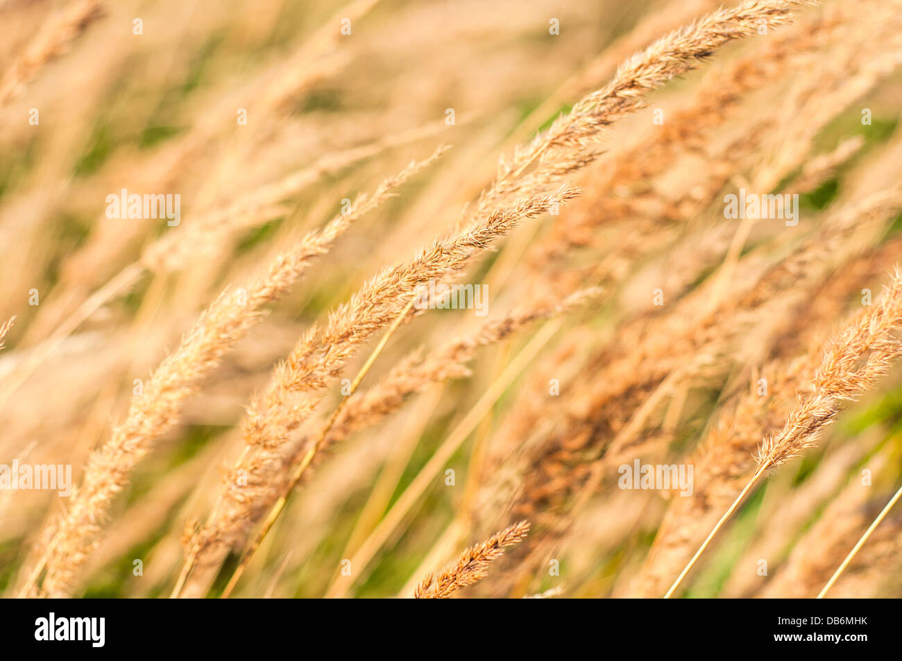 An image of dried grass Stock Photo - Alamy