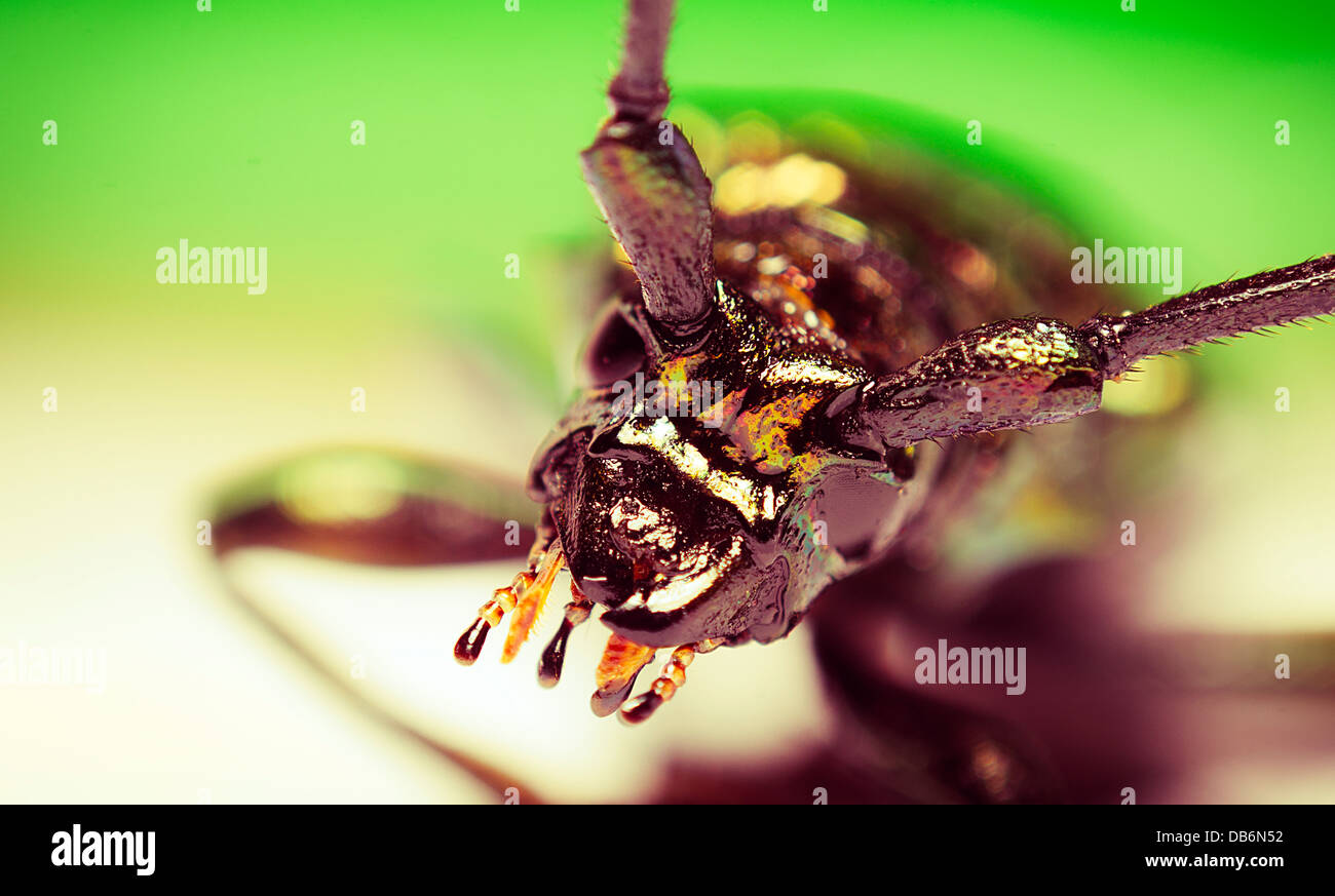 An image of macro of a bug Stock Photo - Alamy