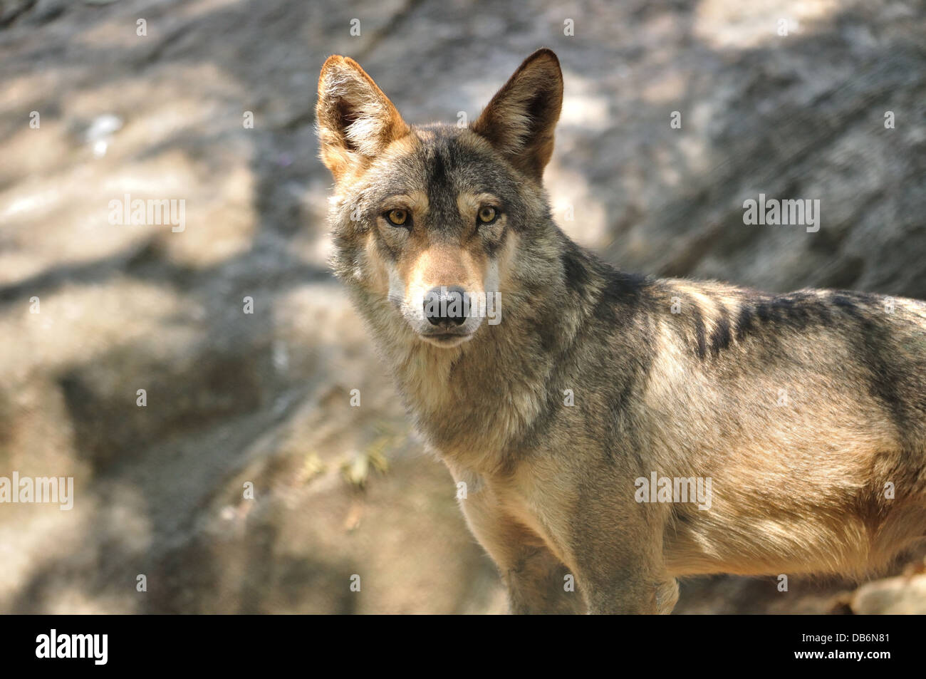 Indian fox hi-res stock photography and images - Alamy