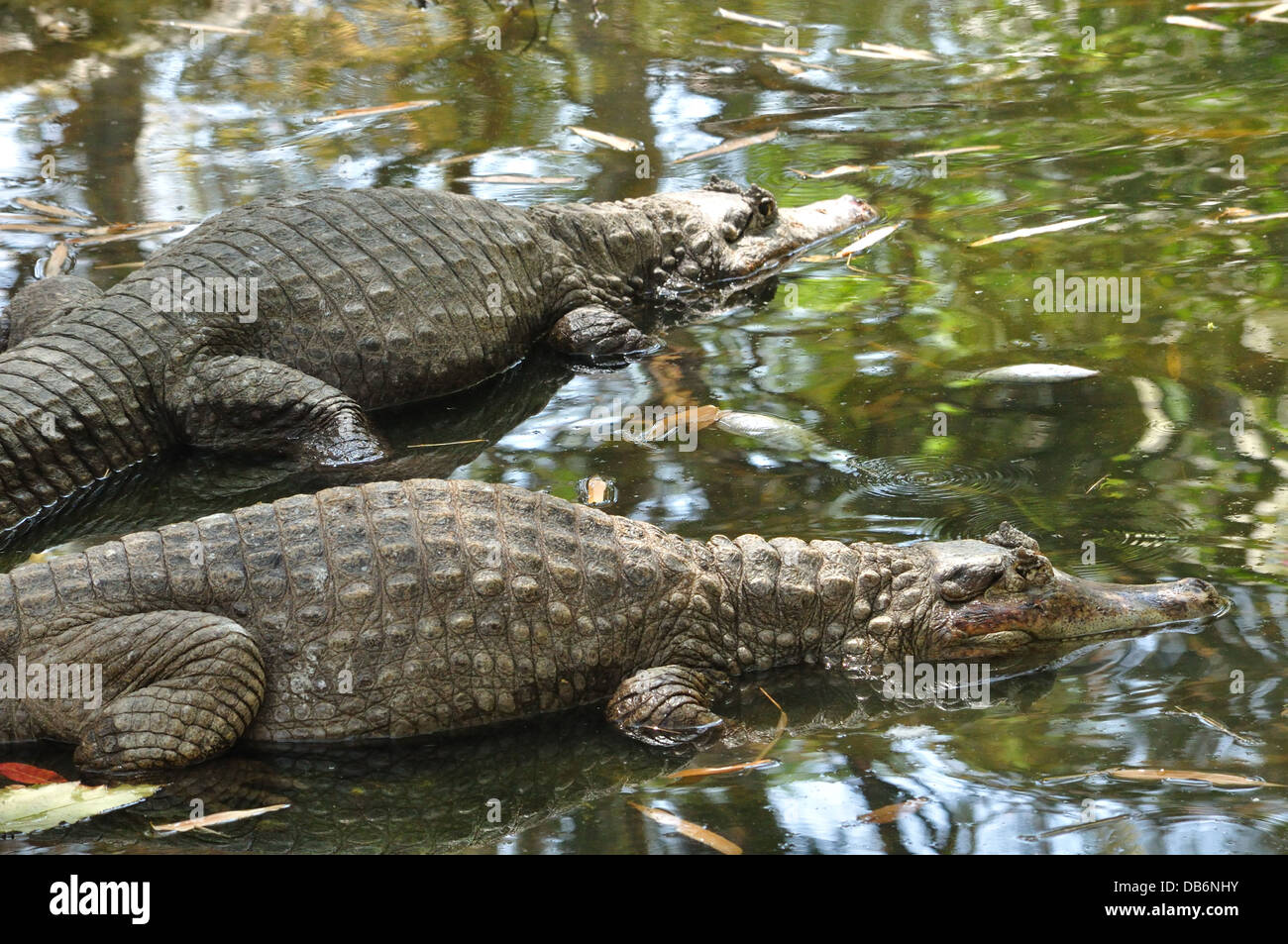 Indian crocodile hi-res stock photography and images - Alamy