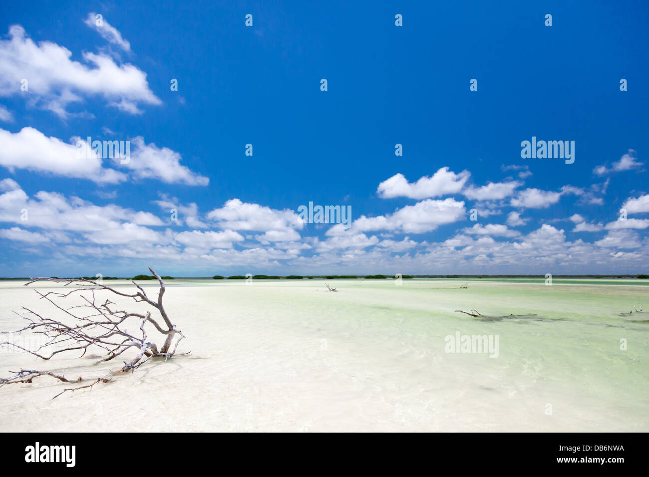 Caribbean Lagoon with branches in shallow water Stock Photo - Alamy