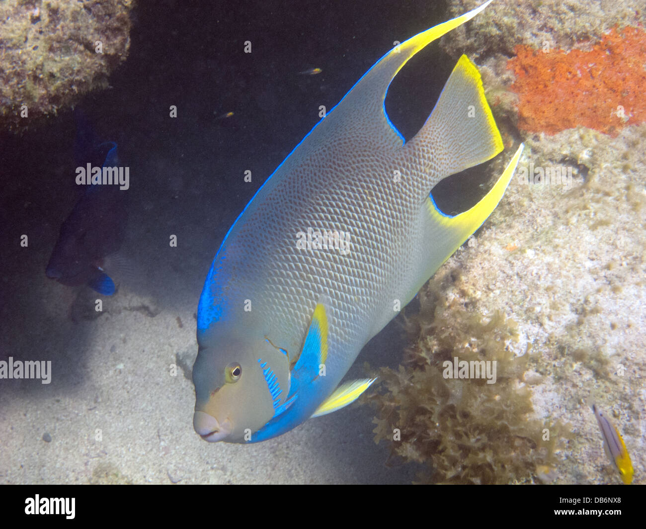 Bermuda blue angelfish, Holacanthus bermudensis Stock Photo - Alamy