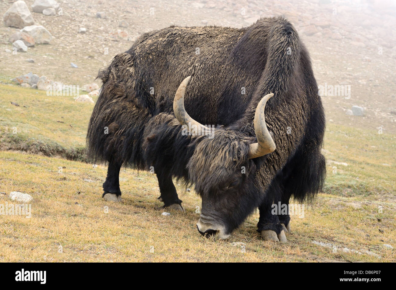 Tibetan yak eating grass in a pasture at Himalaya mountains Stock Photo ...