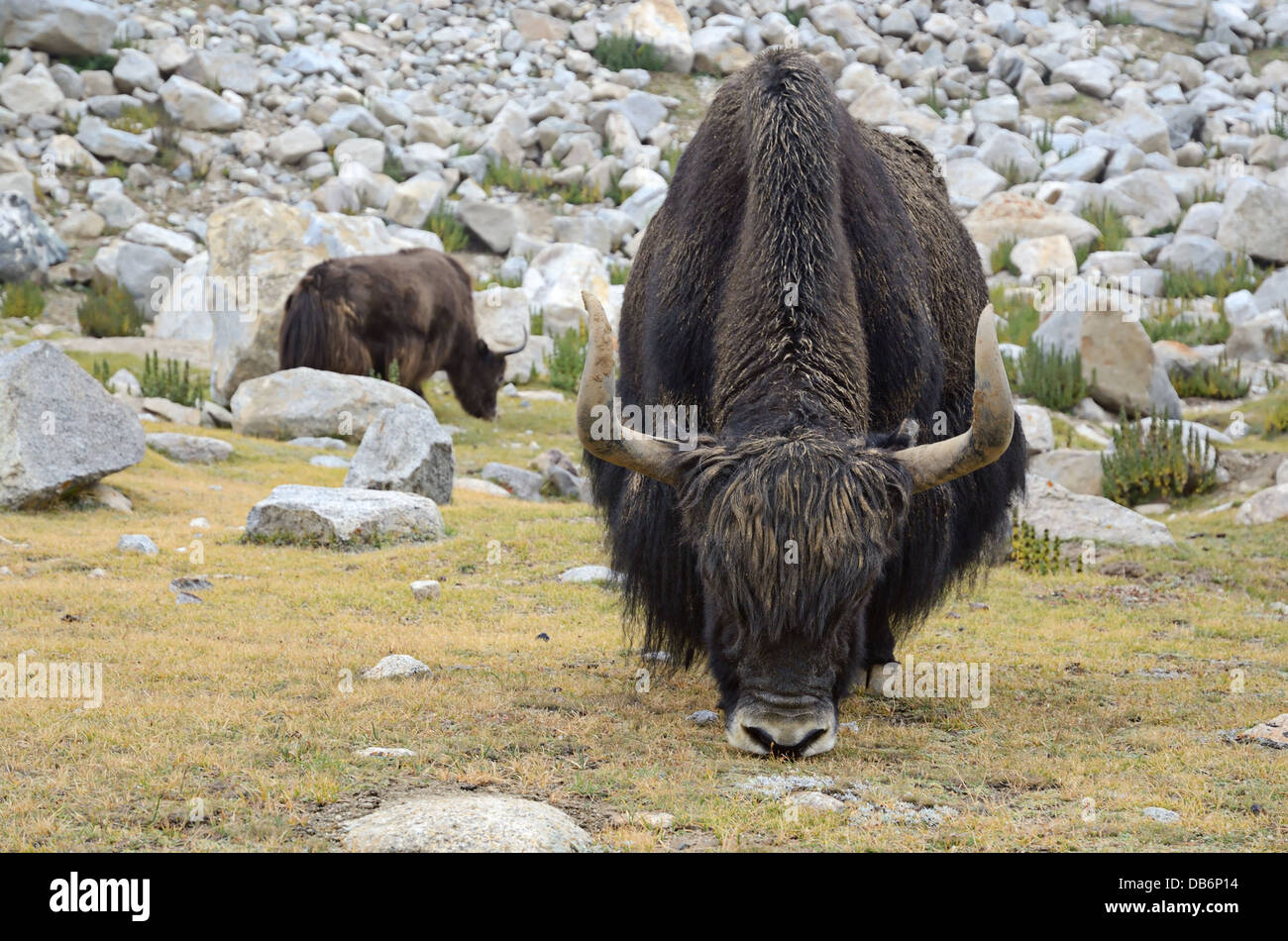 Tibetan yak eating grass in a pasture at Himalaya mountains Stock Photo ...