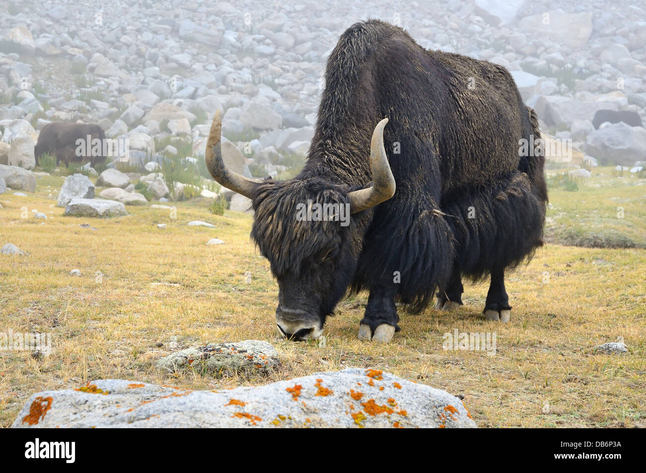 Tibetan yak eating grass in a pasture at Himalaya mountains Stock Photo ...