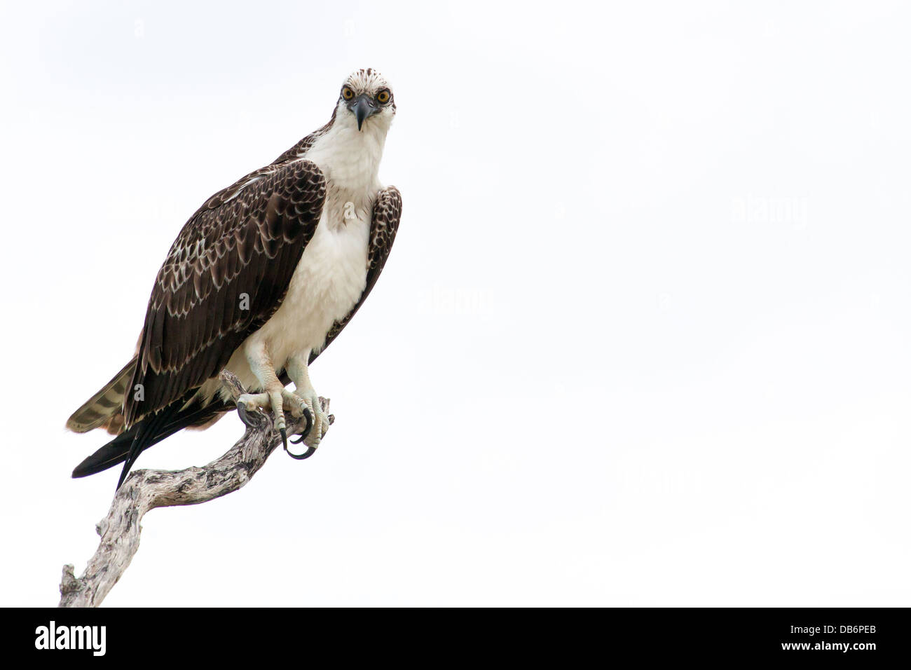 Perch on head Cut Out Stock Images & Pictures - Alamy