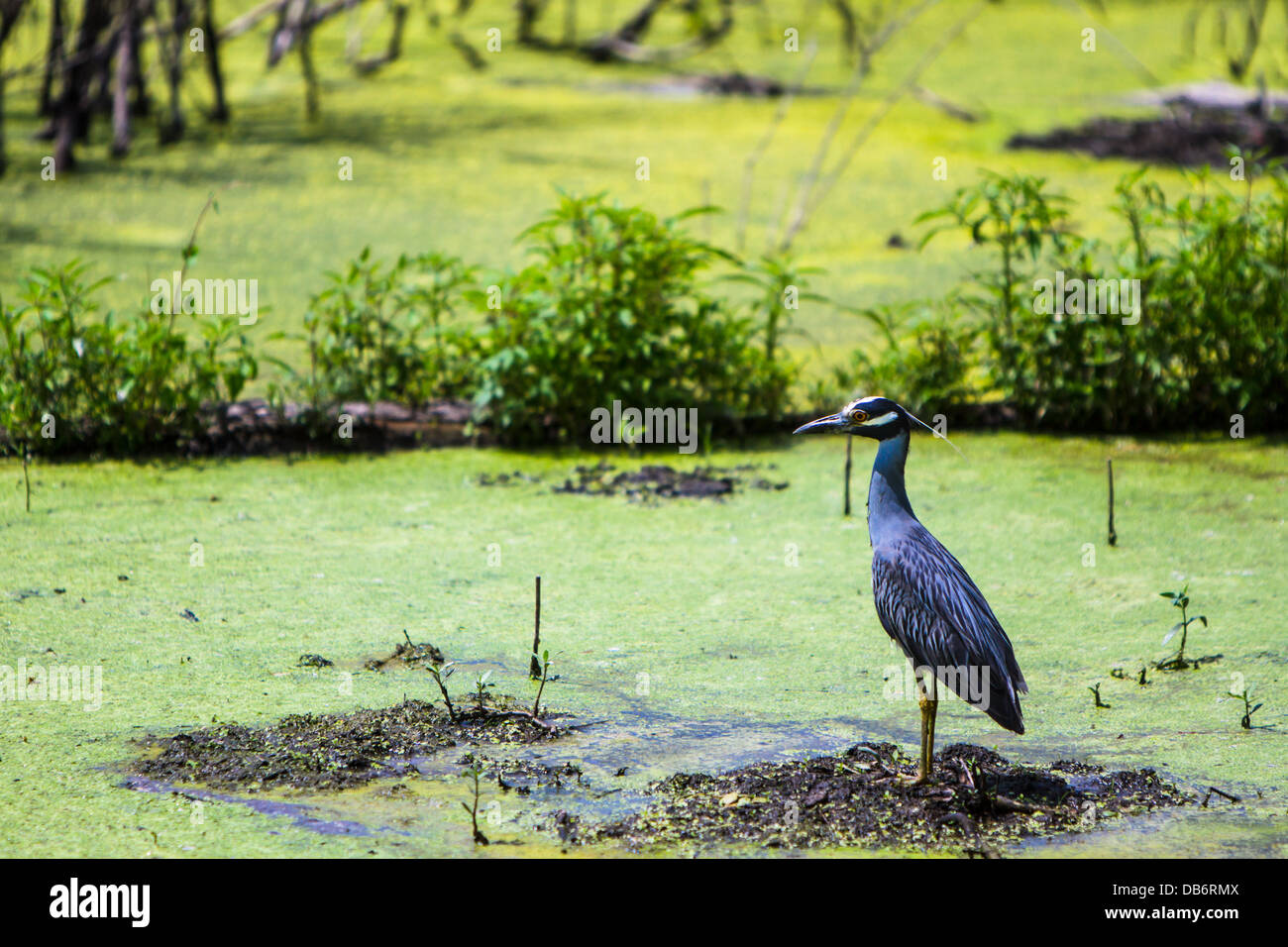 A Yellow-Crowned Night Heron stands in the middle of a green swamp near ...
