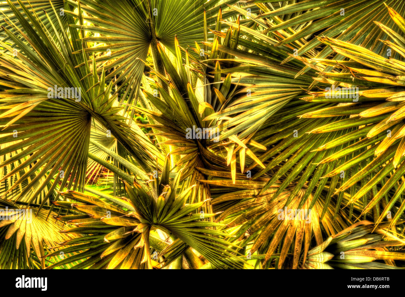 Yellowpalm hi-res stock photography and images - Alamy