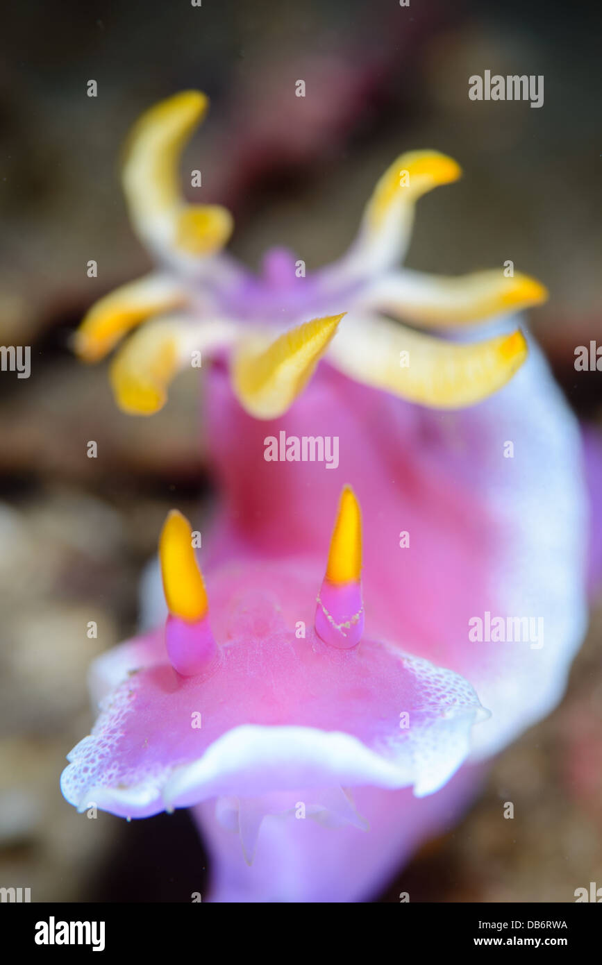 Pink sea slug hi-res stock photography and images - Alamy