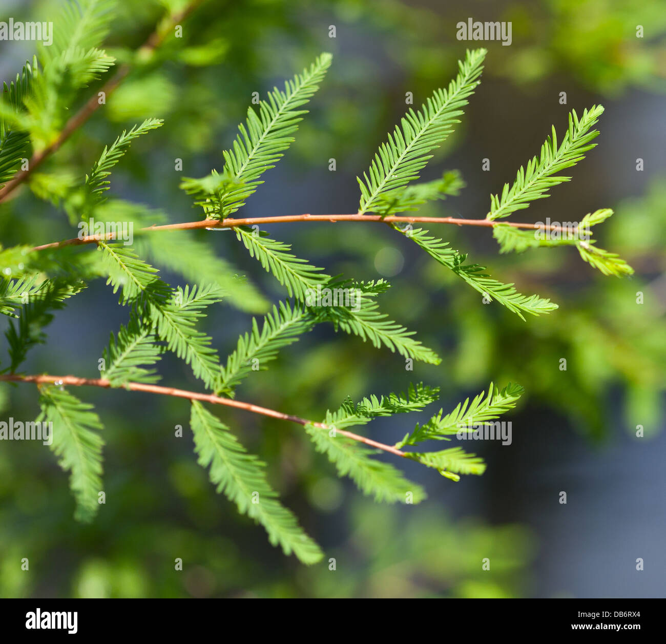 Close-up of Bald Cypress leaves (Taxodium distichum Stock Photo - Alamy