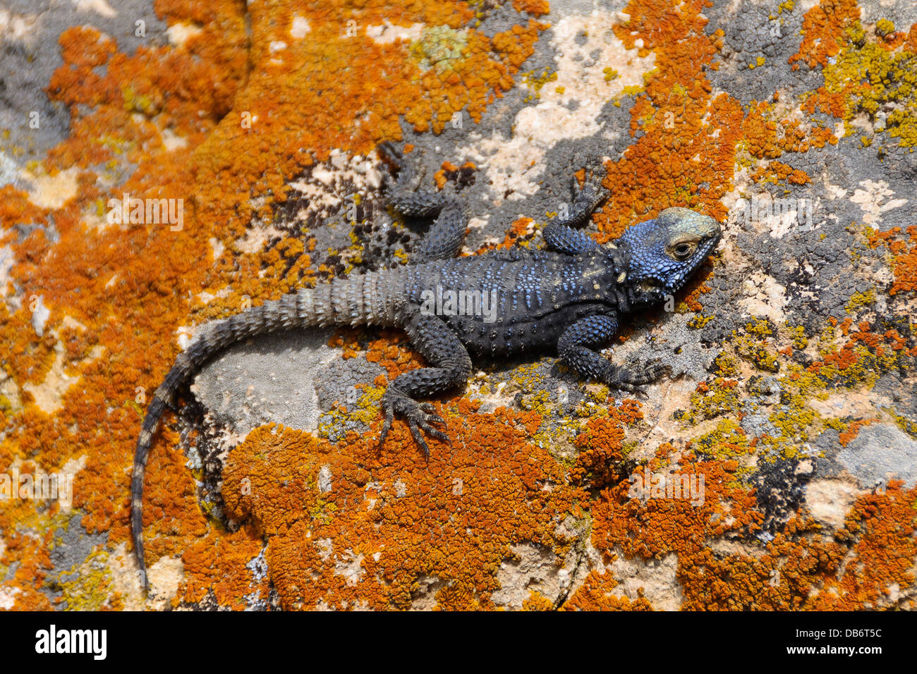 Cappadocia, Turkey. Blue rock lizard (Darevskia sapphirina Stock Photo ...