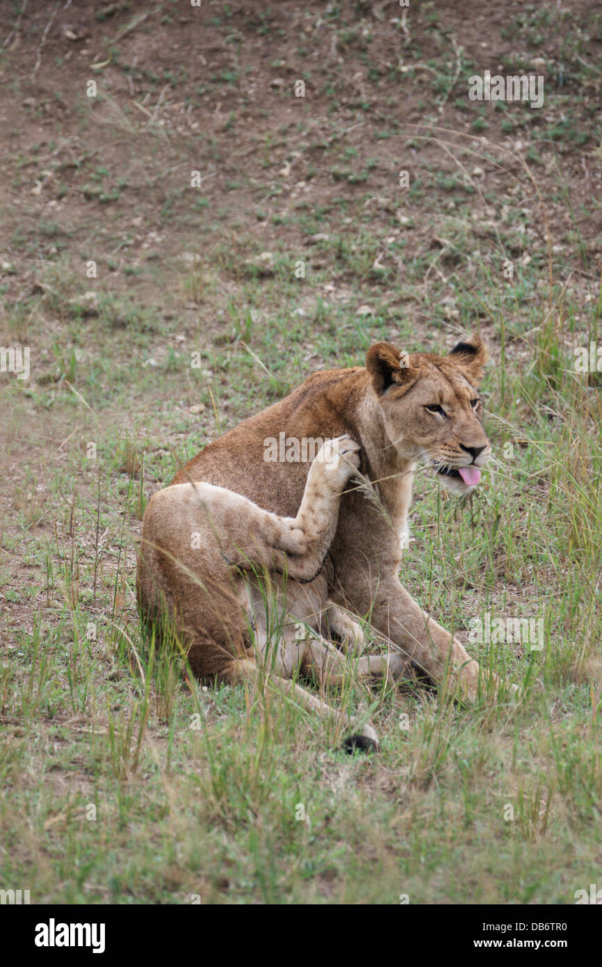Lion scratching hi-res stock photography and images - Alamy