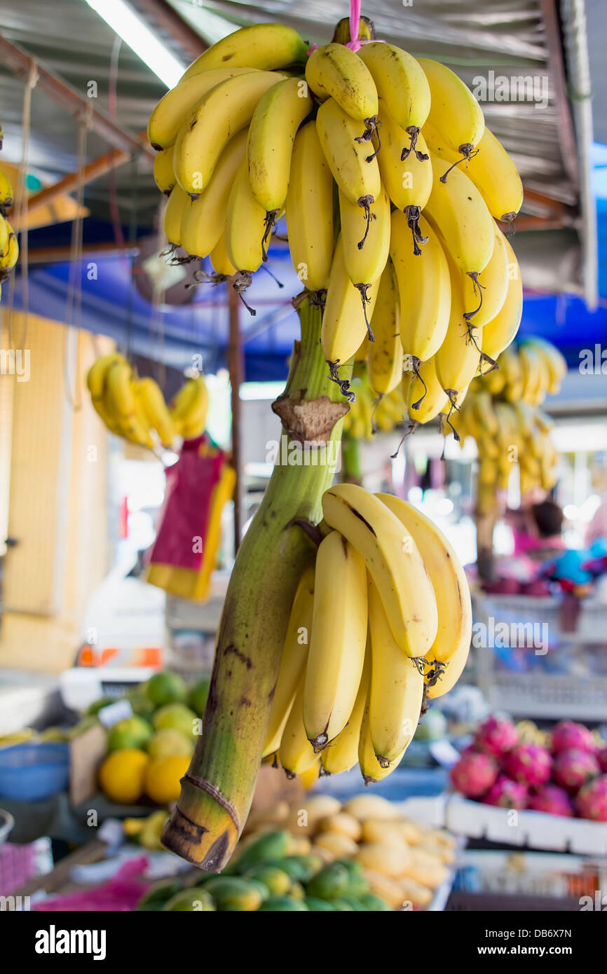 Ripe Yellow Bananas Bunch Hanging at Fruit Stall in Southeast Asia ...