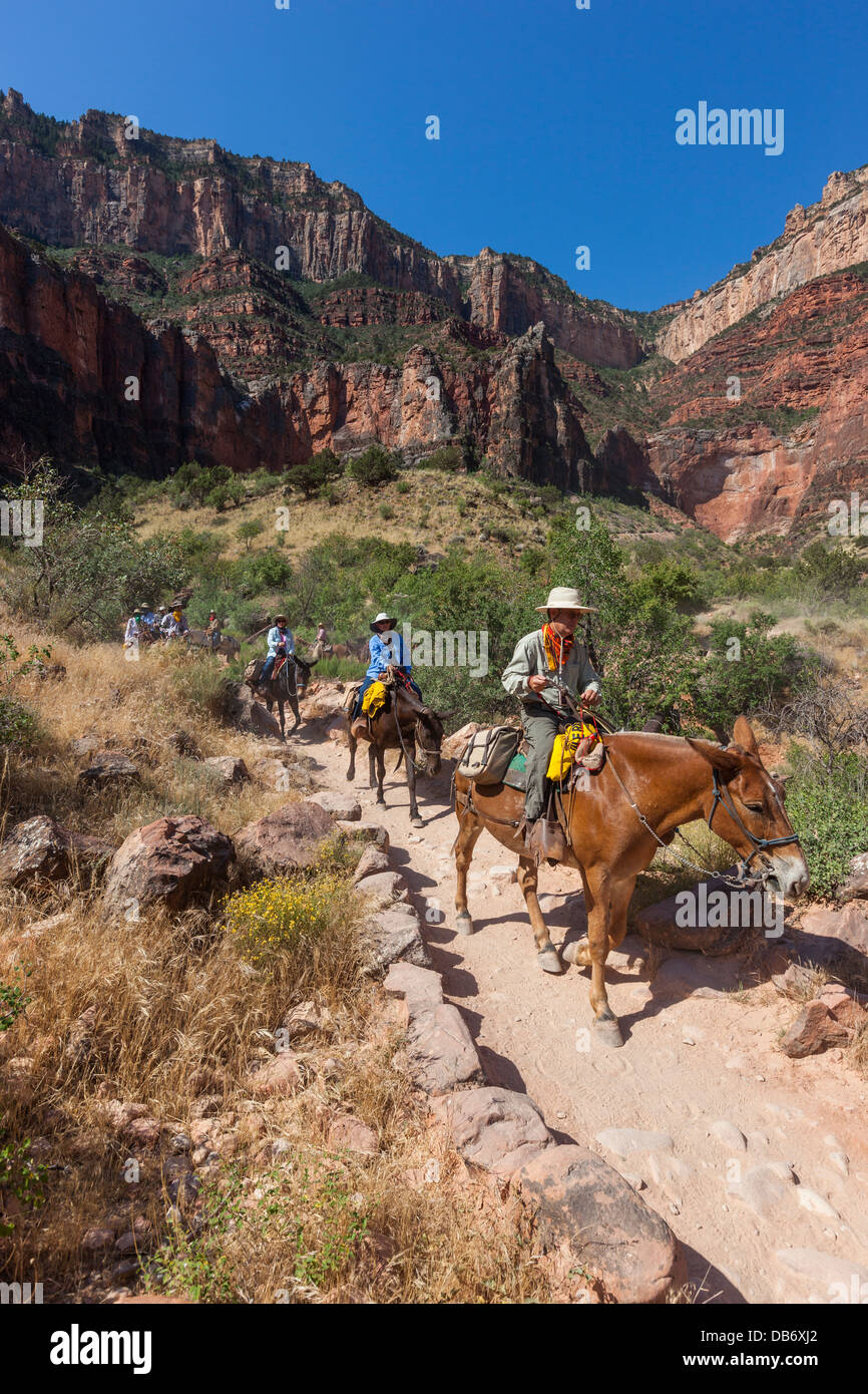 Mule riding at the grand canyon hi-res stock photography and images - Alamy