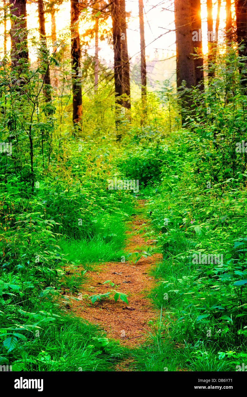 Overgrown dirt road tranquil landscape hi-res stock photography and ...