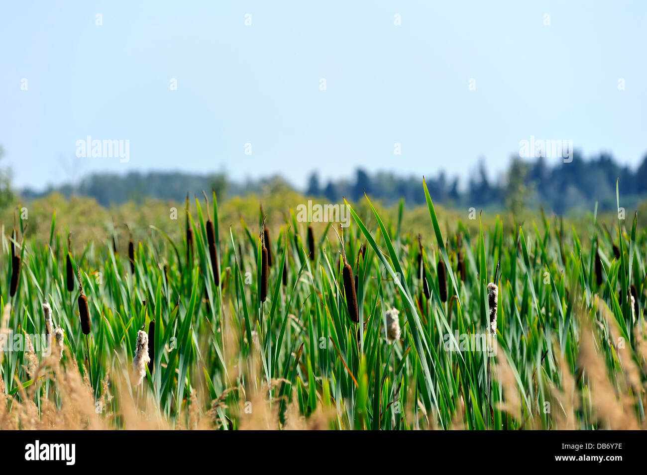 In tall marsh plants hi-res stock photography and images - Alamy